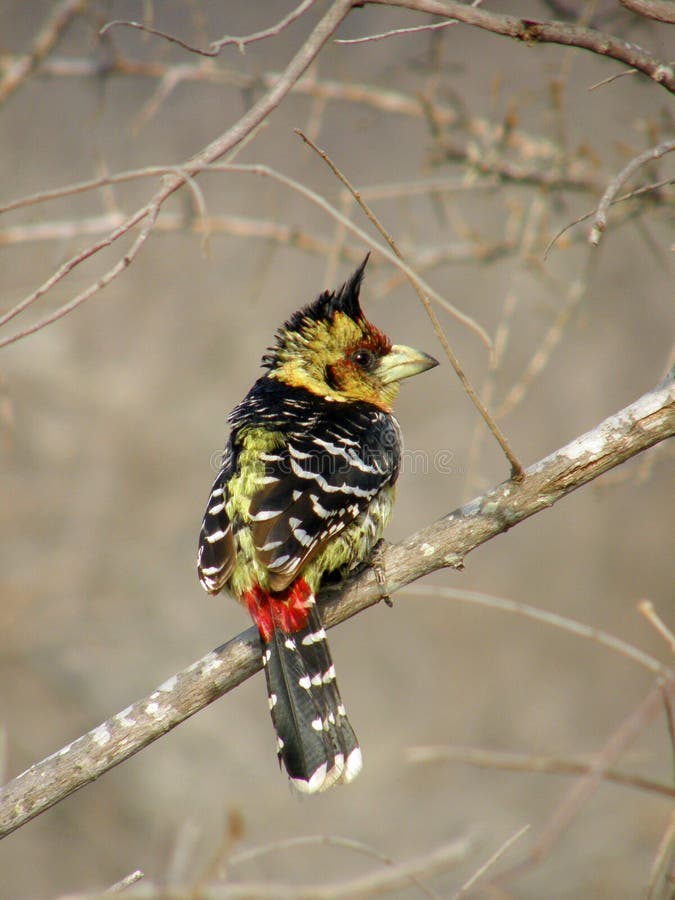Crested Barbet. stock image. Image of noisy, common, crest - 50120129