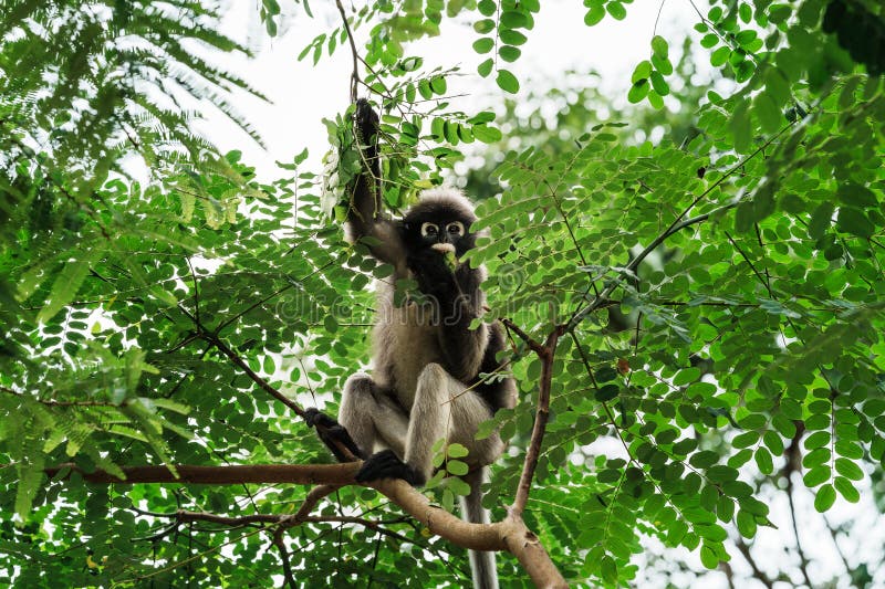Trachypithecus Obscurus Monkey or Lemurs, Langur, Ape, Endangered ...