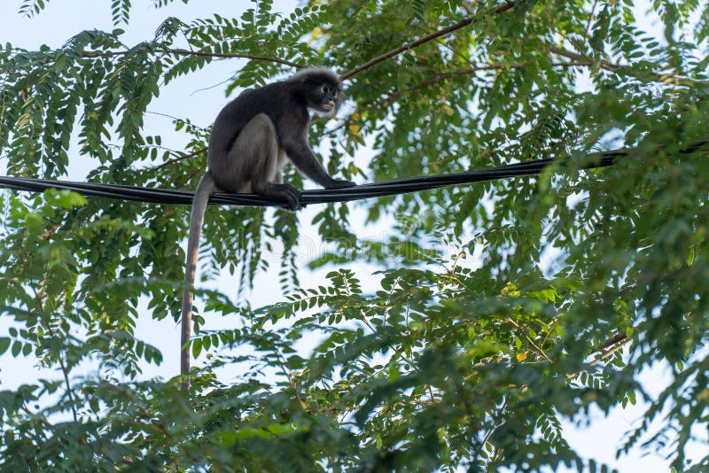 Trachypithecus Obscurus Monkey Perching on Rope Stock Image - Image of ...