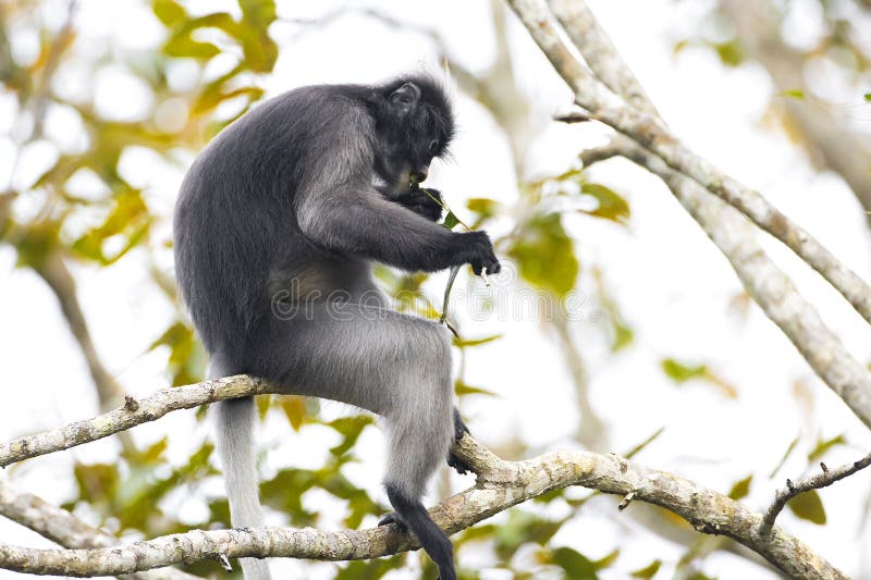 Trachypithecus Obscurus in a National Park, Thailand Stock Photo ...