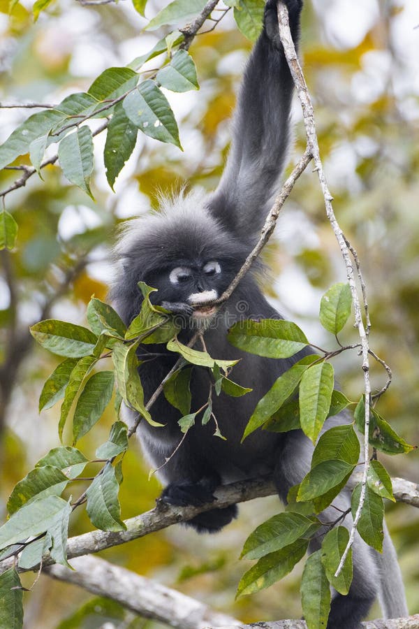 Trachypithecus Obscurus in a National Park, Thailand Stock Image ...