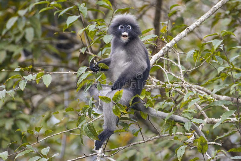 Trachypithecus Obscurus in a National Park, Thailand Stock Image ...