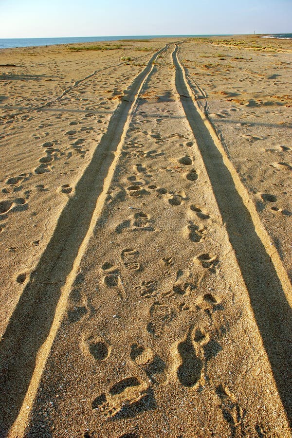 Elephant tracks stock photo. Image of poetic, path, humanity - 1304860