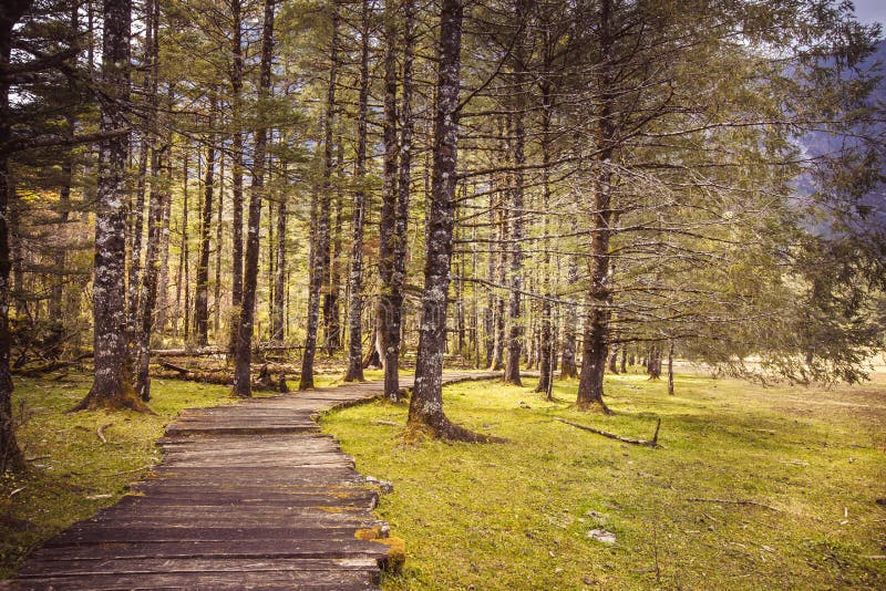Track stock photo. Image of conifer, autumn, altitude - 48584358