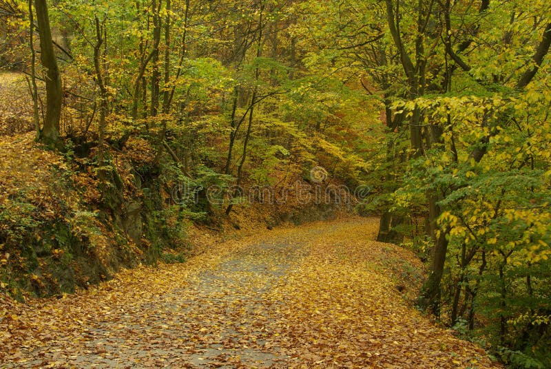 Track in autumn forest stock image. Image of path, beech - 6968913