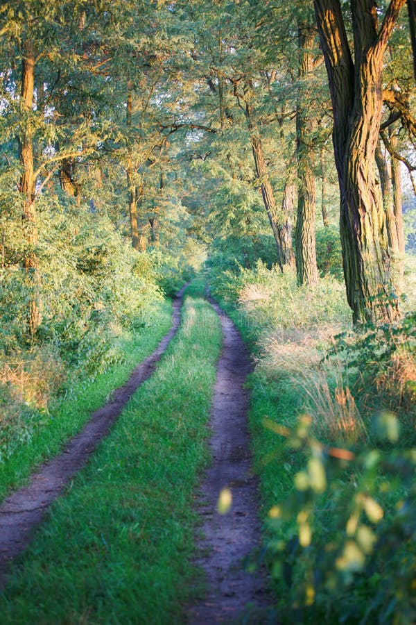 Track through Autumnal Forest Stock Image - Image of rural, forested ...
