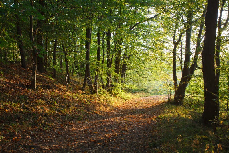 Track through Autumnal Forest Stock Image - Image of leafy, scenery ...