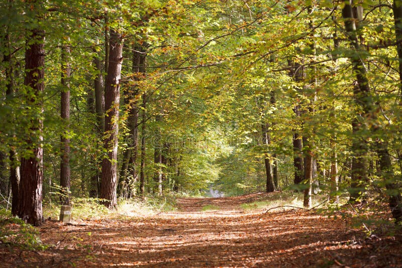 Track through Autumnal Forest Stock Image - Image of autumnal, sunshine ...