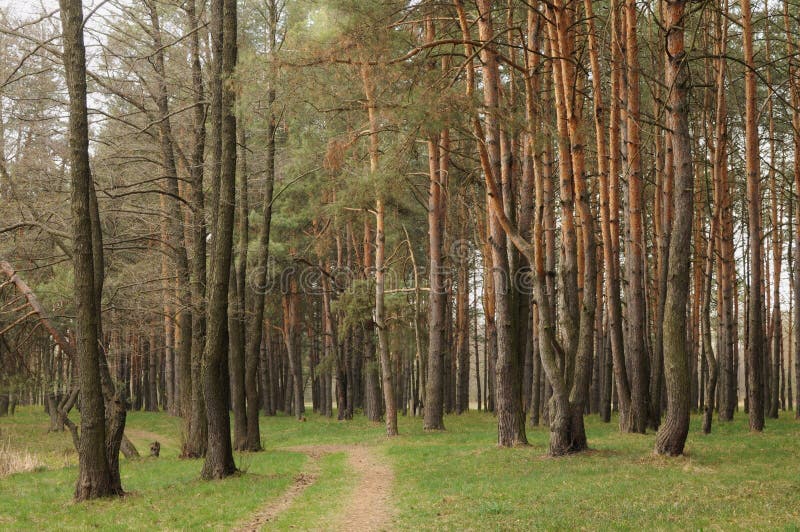 Track in Beautiful Spring Pine Trees Forest. Peaceful Time. Clean ...