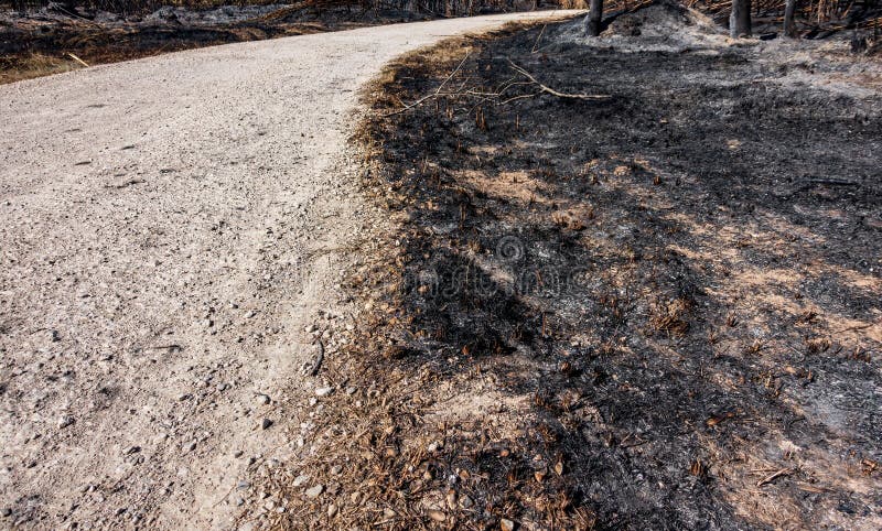 Track and Completely Burnt Area after Fire with People Stock Image ...