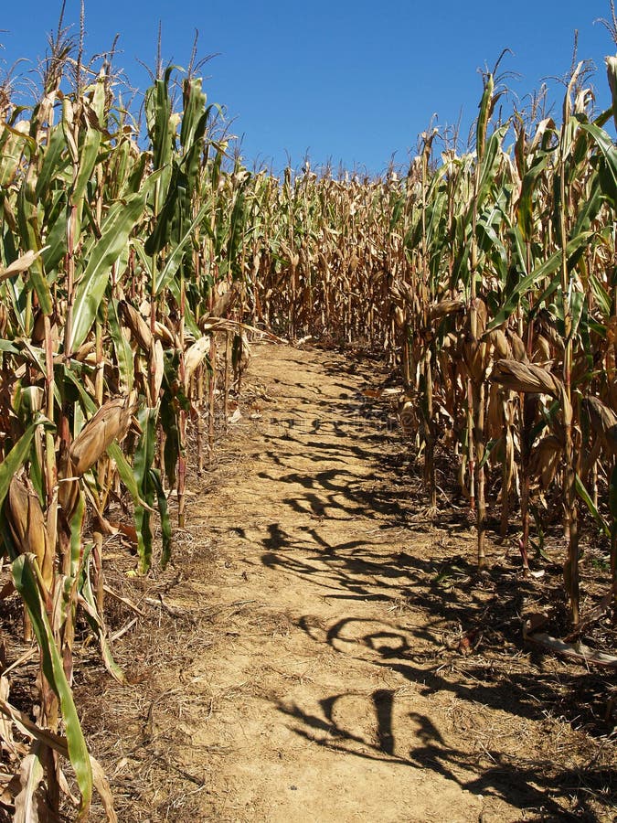 Track through cornfield stock image. Image of receding - 11198257