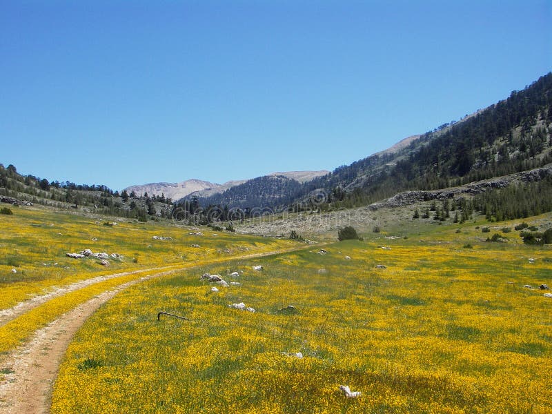 Track through flowers stock photo. Image of travel, trekking - 12665382