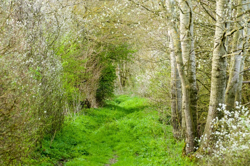 Farm track stock photo. Image of conservation, fens, newly - 71868224