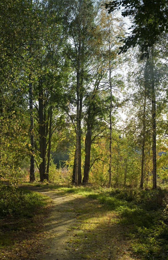 Track through forest stock photo. Image of distance, changing - 11109972