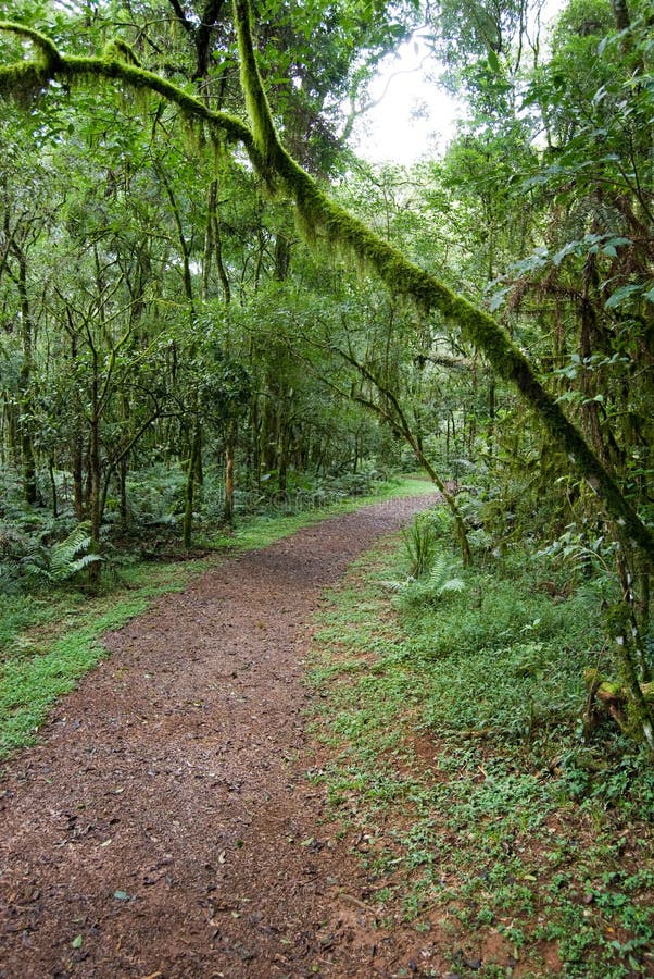 Track in the Forest stock image. Image of landscape, land - 11331917