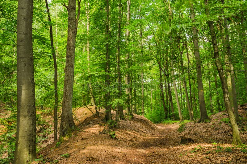 Track in Forest Along Green Trees Stock Photo - Image of hill, forest ...