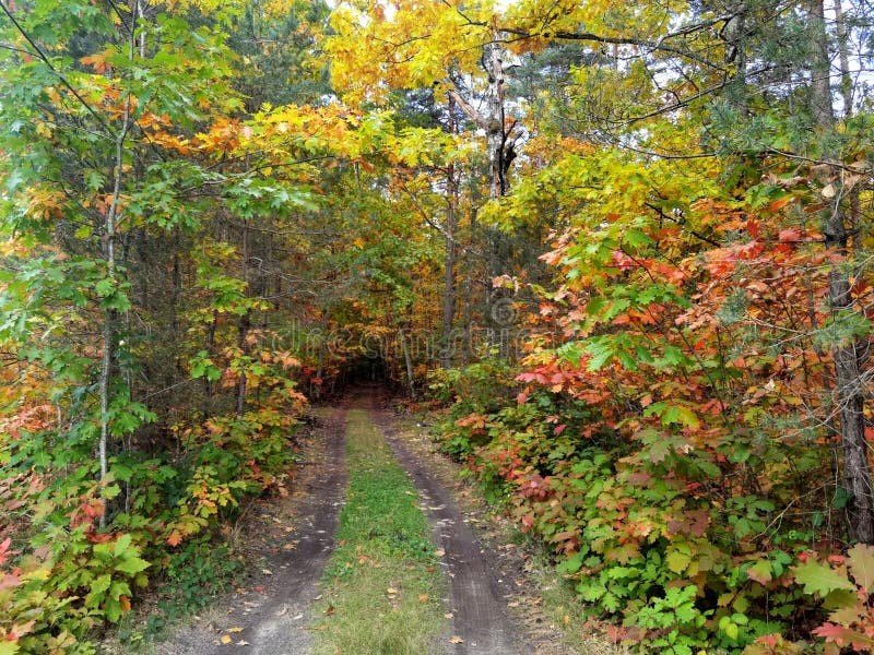 The Track in the Forest at Autumn Stock Image - Image of plant ...
