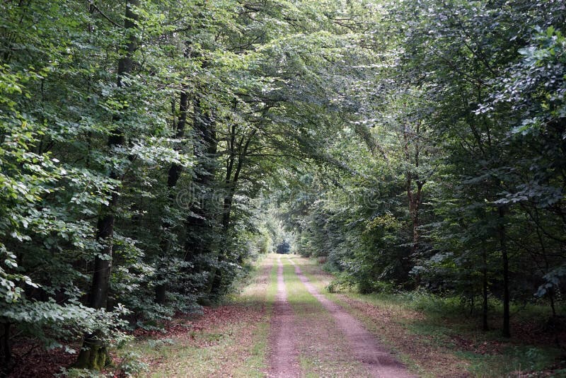 Track in forest stock image. Image of footpath, tree - 156478359