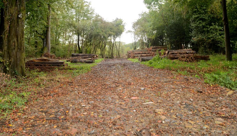 Track through forest stock photo. Image of forest, idyll - 45550840