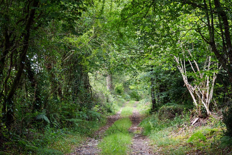 Track in the forest stock photo. Image of outdoors, forest - 65018726