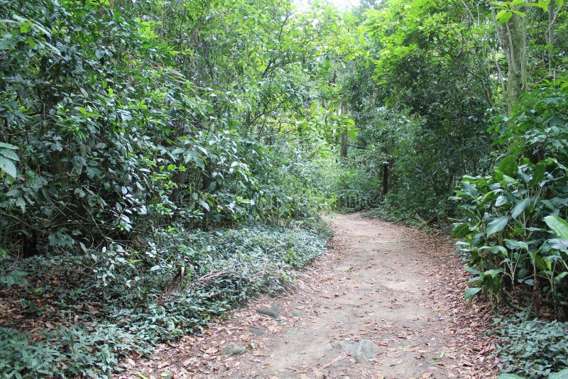 Track forest stock photo. Image of tracking, nature, simple - 40018034