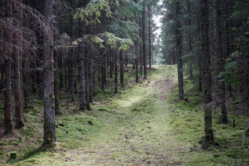 Track in forest stock photo. Image of track, footpath - 156477804