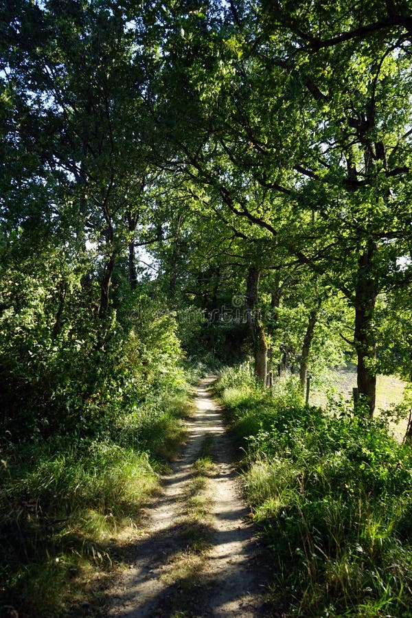Track in the forest stock image. Image of freshness, outdoors - 65017565