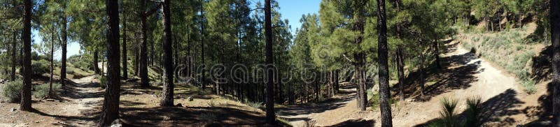 Track in forest stock photo. Image of nature, pine, panorama - 140270600