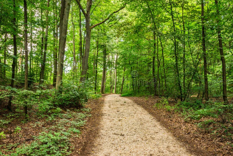 Track in Green Forest Nature with Lush Foliage Stock Image - Image of ...