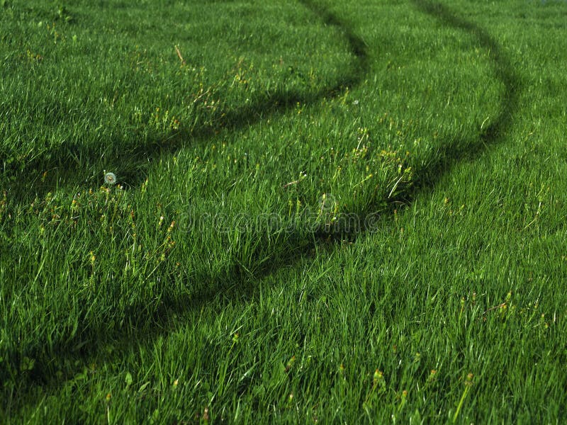 Traces on the green grass stock photo. Image of season - 115087448