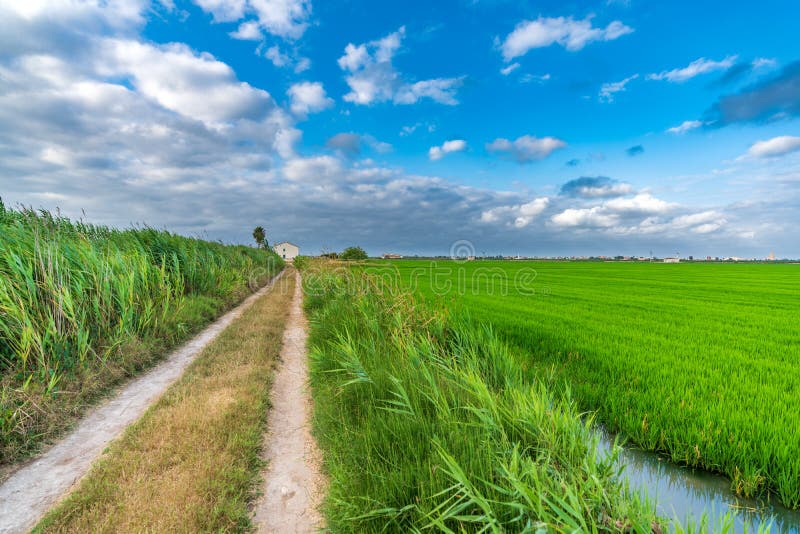 Track and House Near Rice Fields in Valencia Stock Image - Image of ...