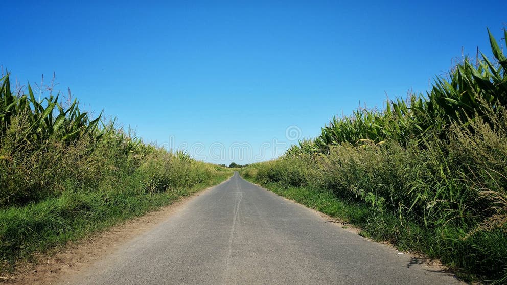 Track between Huge Corn Fields Stock Photo - Image of green, lane: 76854050