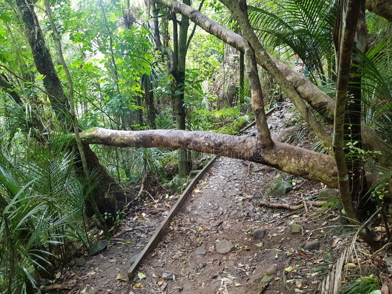 Track in jungle stock photo. Image of range, natural - 112608698
