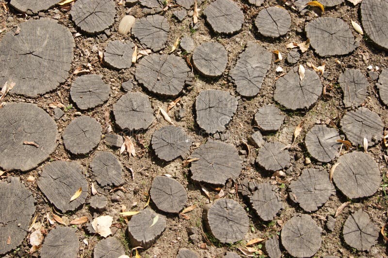 The Track is Lined with Many Stumps Stock Photo - Image of detail ...