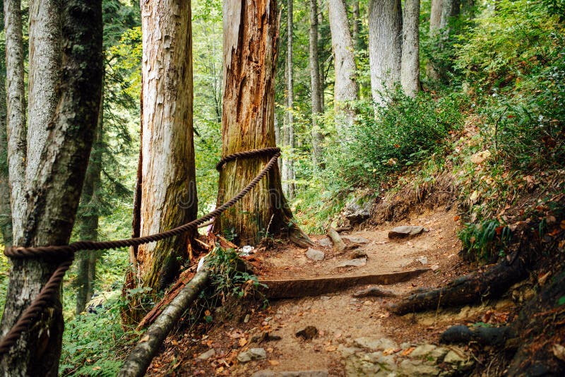 Track through a Mountain Forest. it Had a Clay Orange Color Stock Image ...