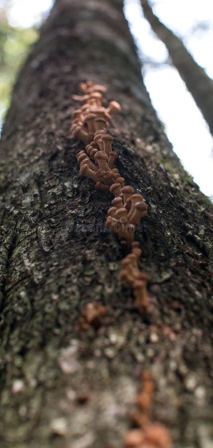 Track from mushrooms stock image. Image of tvol, forest - 44405035