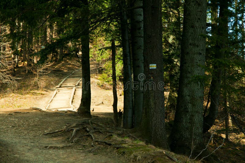 Track Path in Mountain Forest Stock Photo - Image of sunny, track: 55080482
