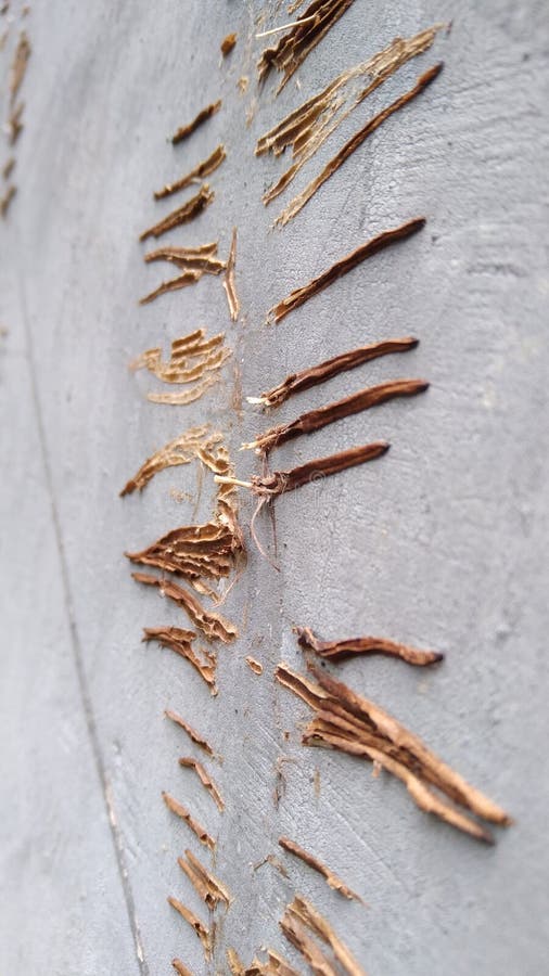 The track of root stock image. Image of trail, tiny - 267092233