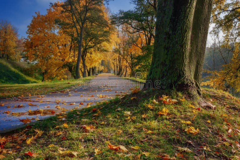 Track for Running in Autumn Leaves Stock Photo - Image of leafs, trees ...