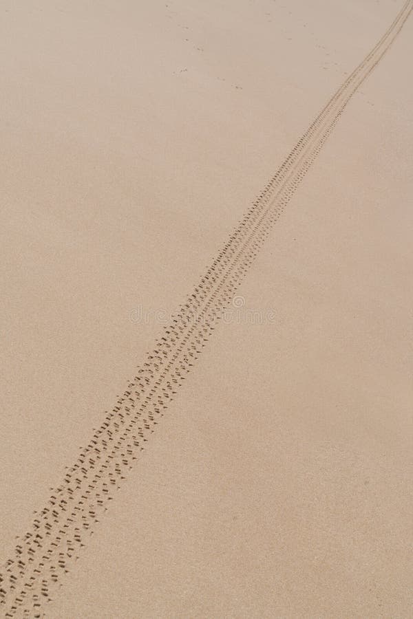 Track on sand on a beach stock photo. Image of sandy - 156053022