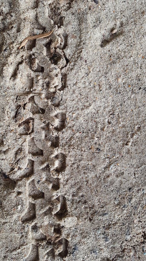 Track in the sand stock image. Image of fish, sunset - 100220687