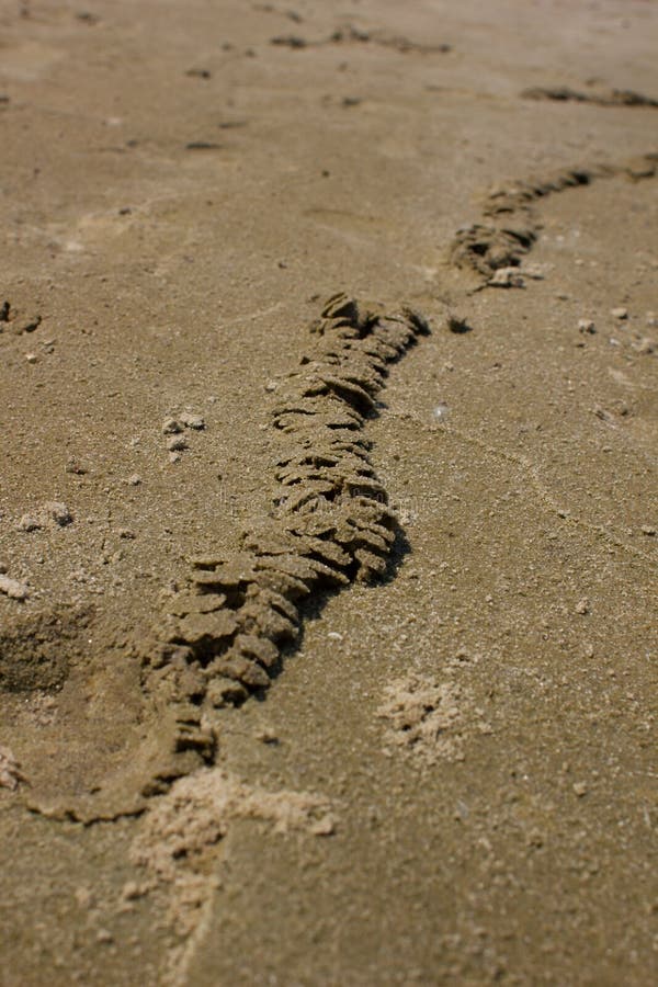 Track of sand stock photo. Image of close, nature, animal - 65434890