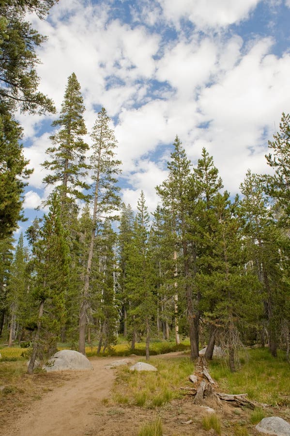 Track through Scenic Forest Stock Image - Image of forestry, distance ...
