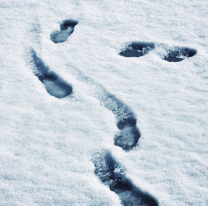 Track Shoes in Melting Snow Stock Image - Image of people, surface ...