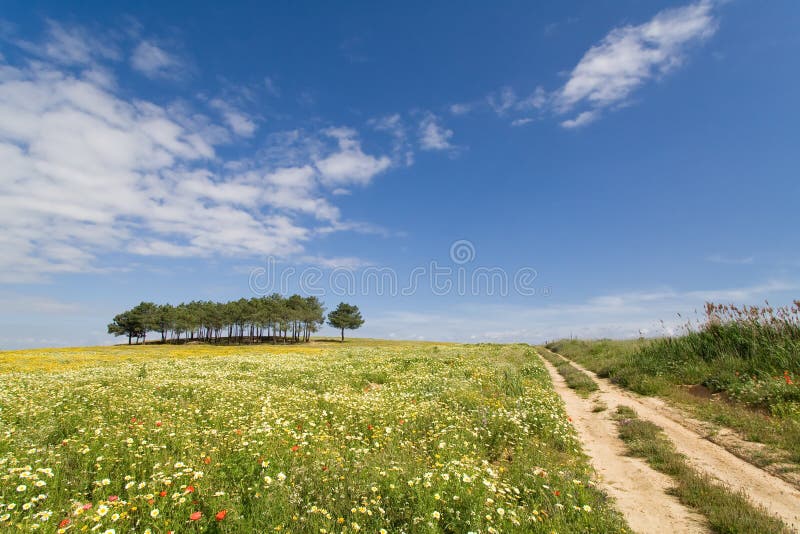 Track in a Spring Landscape Stock Photo - Image of bright, farmland ...