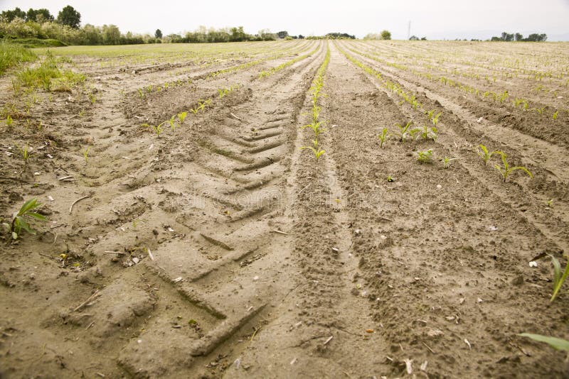 Track of the Tire of a Tractor in a Field Stock Image - Image of growth ...