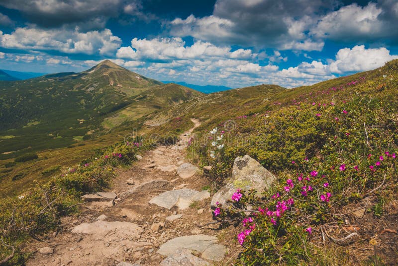 Track to the Hoverla stock image. Image of bloom, blossom - 57574893