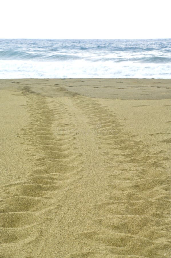 3+ Track tortoise Free Stock Photos - StockFreeImages