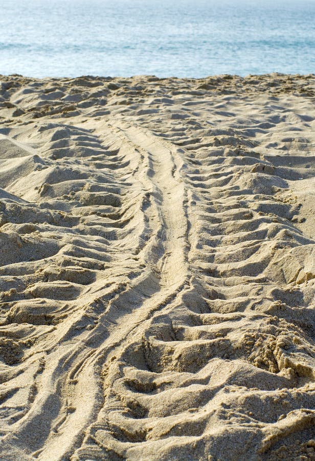 Track of tortoise stock image. Image of sand, hatchery - 23173761