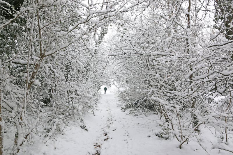Track through Trees in the Snow after a Winter Storm Stock Image ...